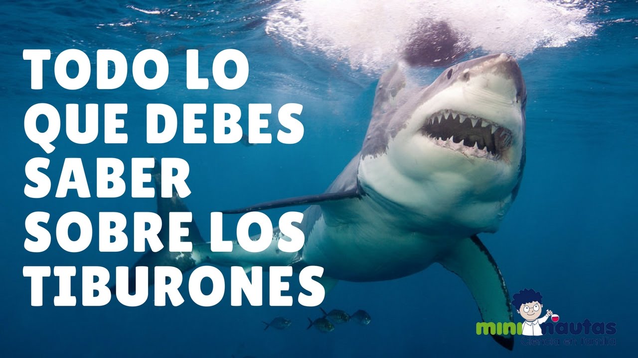 Todo lo que debes saber sobre los tiburones - mini-nautas - Ciencia en ...