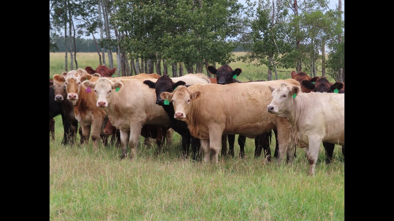 Diamond C Farms 925# Exotic X Open Grass Heifers - YouTube