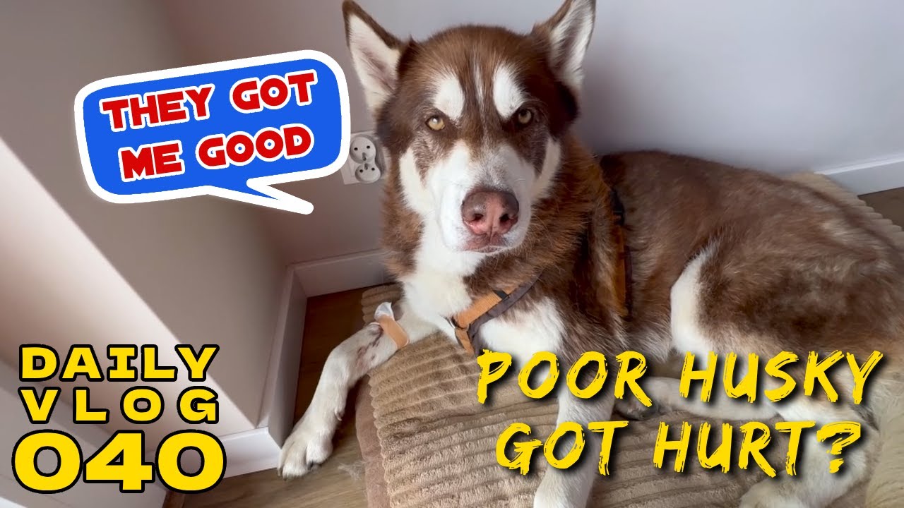 husky vlog 40 HUSKY HURT BLOOD OH NO! #husky #animals #vet #dogvideos # ...