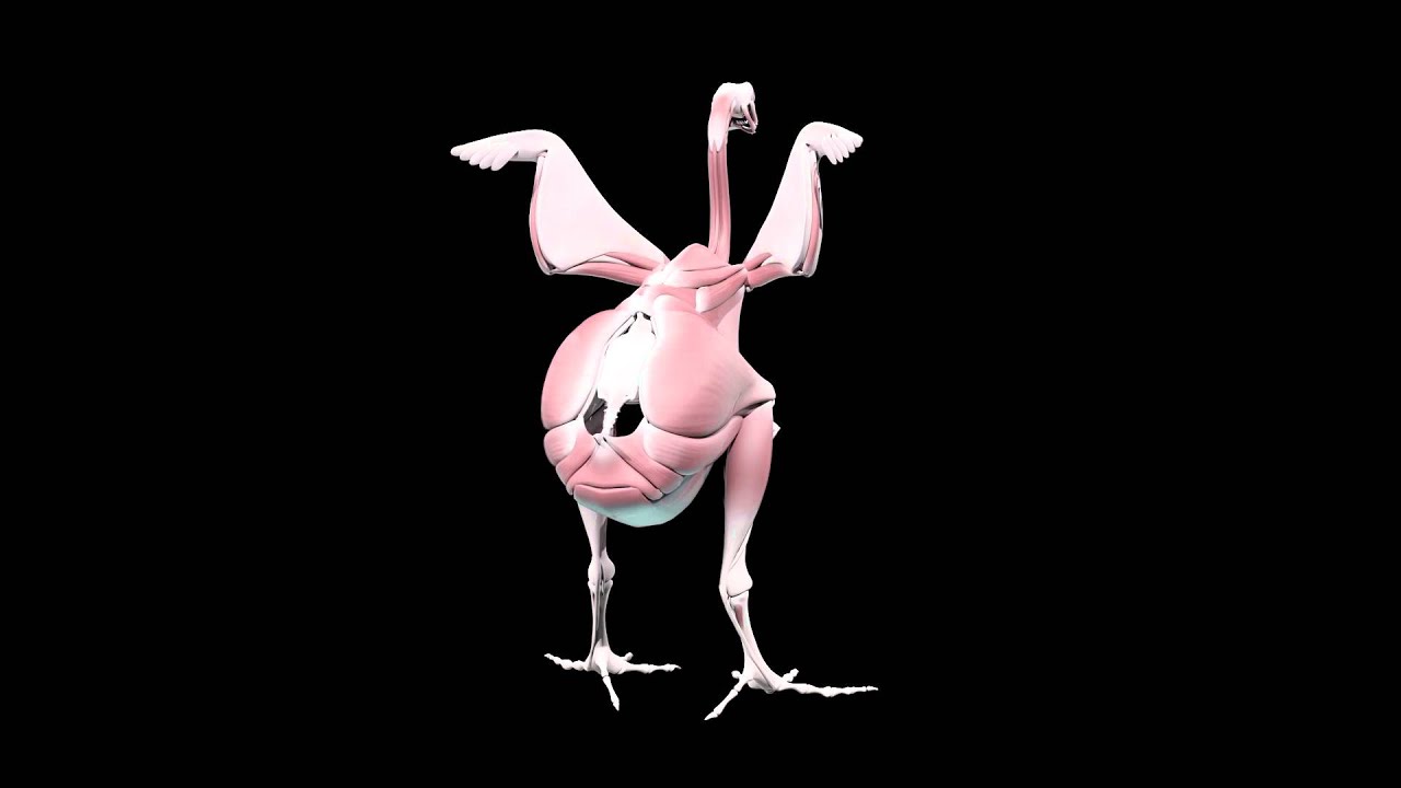 Bird Anatomy - YouTube