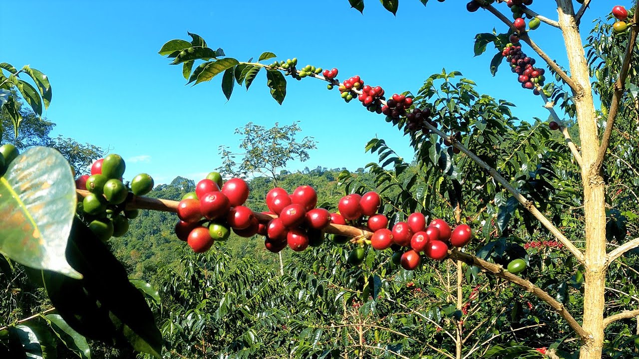 Coffee plant nursery and plantation ☕🍃 Colombian Coffee Cycle 4K WALK ...