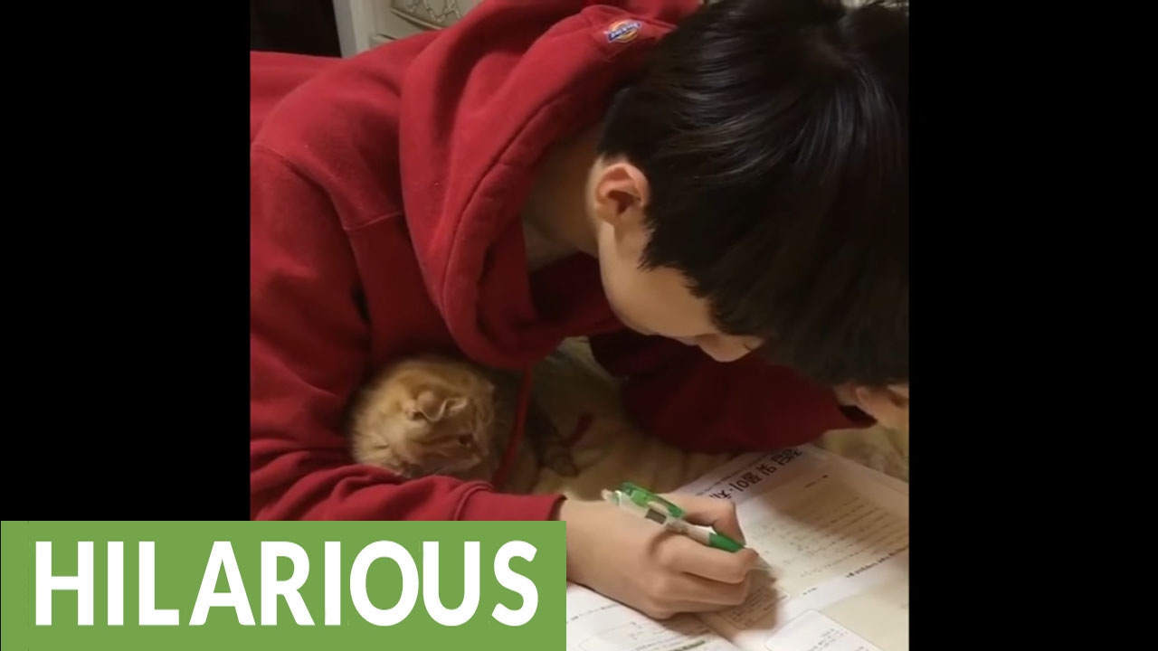 Cute kitten makes homework impossible to do - YouTube