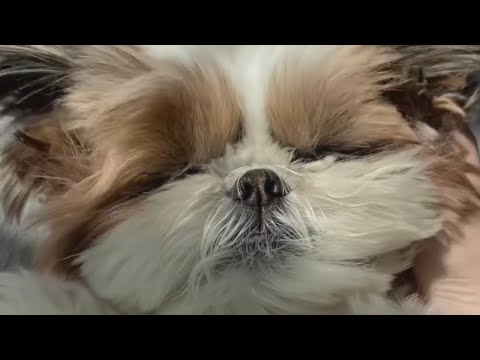 Koguma, cute Shitzu Dog from 🇯🇵 - YouTube