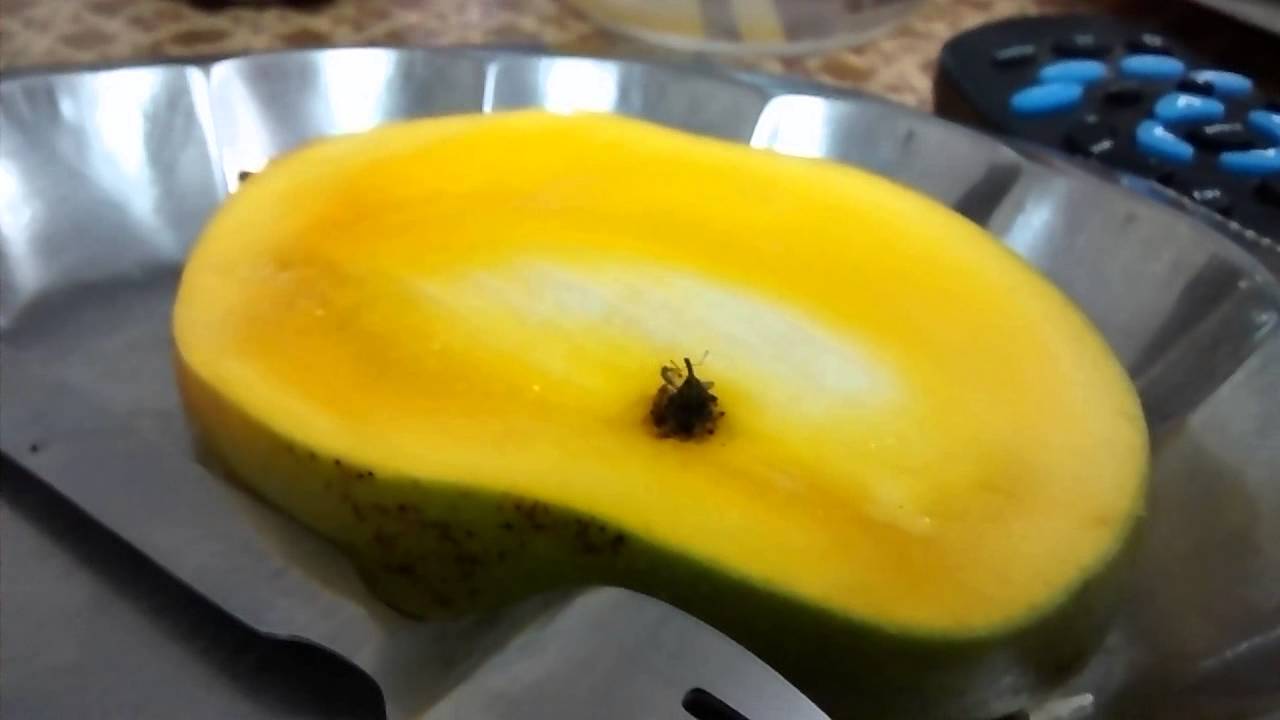 Black insects in Mango !! - YouTube