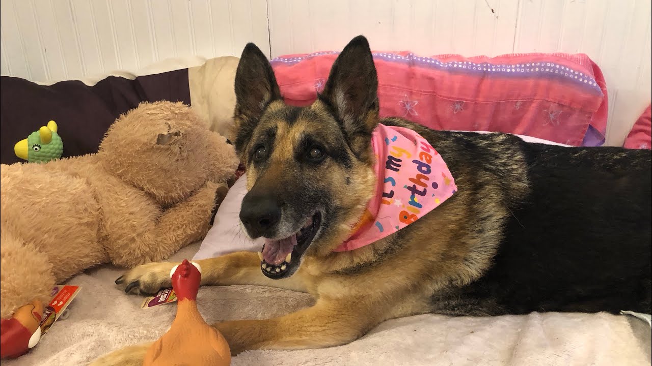 Reign opens BIRTHDAY PRESENTS. Reign the Paralyzed IVDD German Shepherd ...