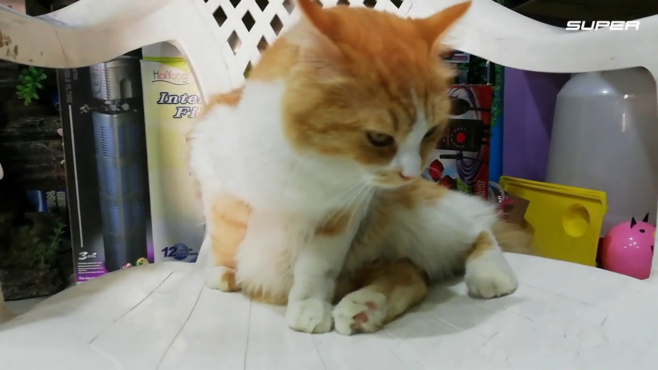 Cat Rate Masti YouTube cat-rate-masti-youtube