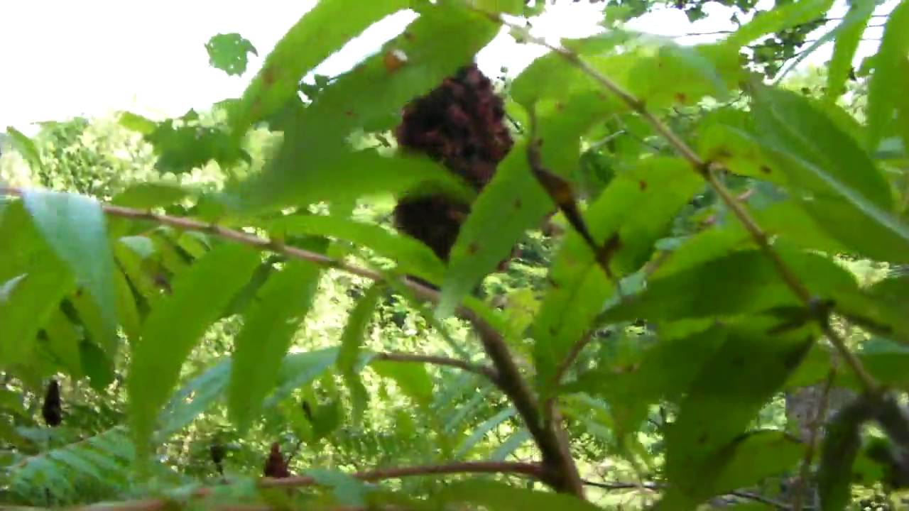 Wild Foods List- Staghorn Sumac (Rhus spp.) - YouTube