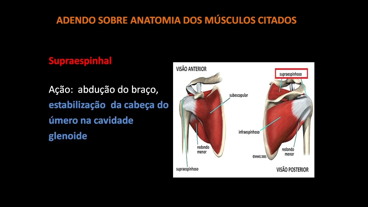 Anatomia Do Umero Úmero – Wikipédia, A Enciclopédia Livre