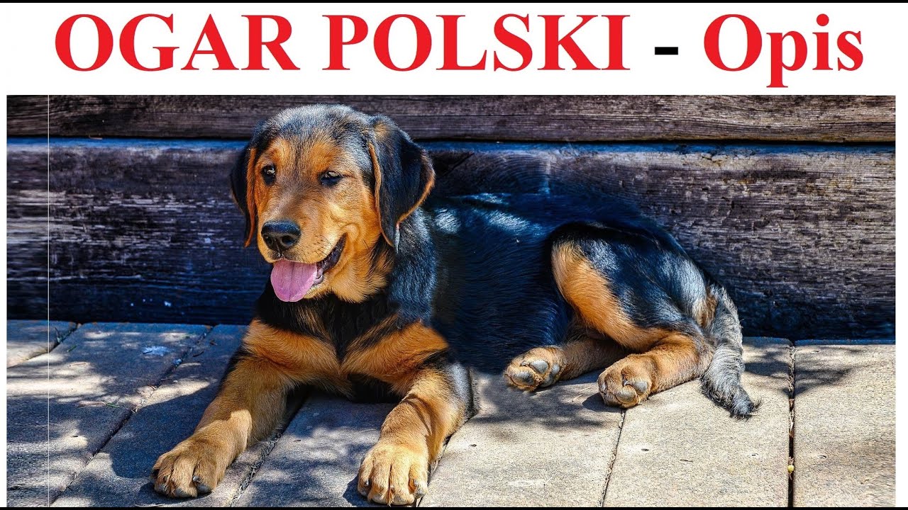 OGAR POLSKI - Opis - YouTube