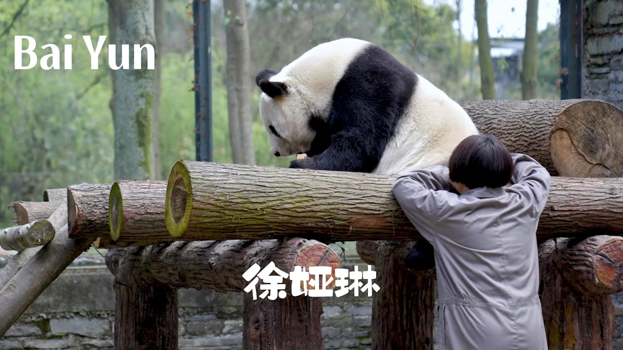 Panda "Bai Yun" and her keeper "Xu Ya Lin".#panda #pandalife #cute # ...