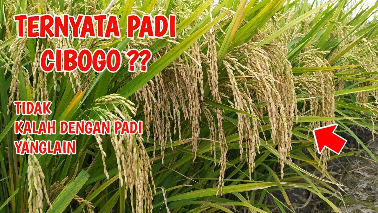 PADI CIBOGO UMUR 90 HARI SAMPAI 95 HARI SIAP PANEN - YouTube