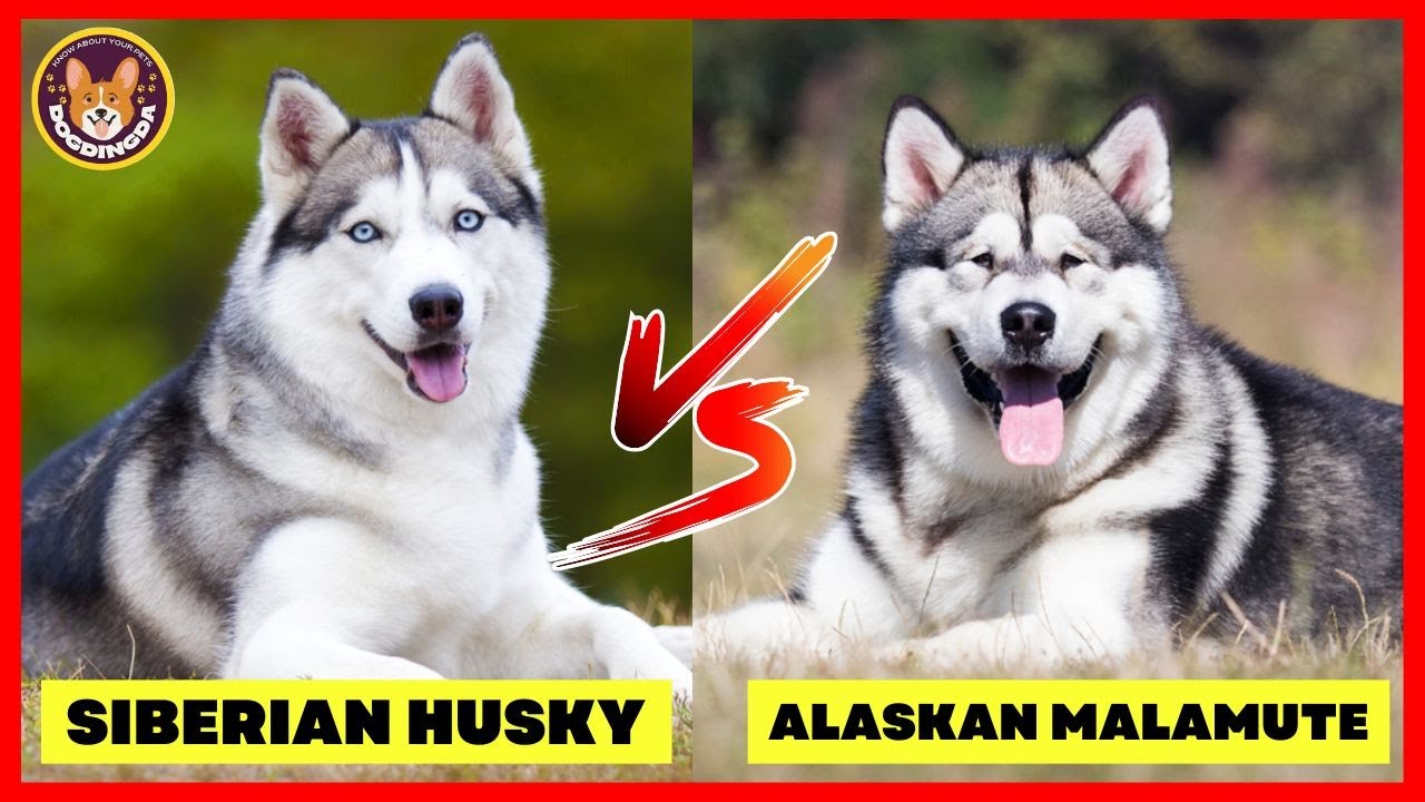 Malamute Husky Difference