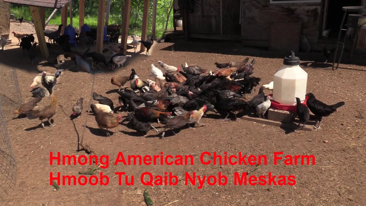 Hmong American Chicken Farm/Hmoob Tu Qaib nyob Meskas - YouTube