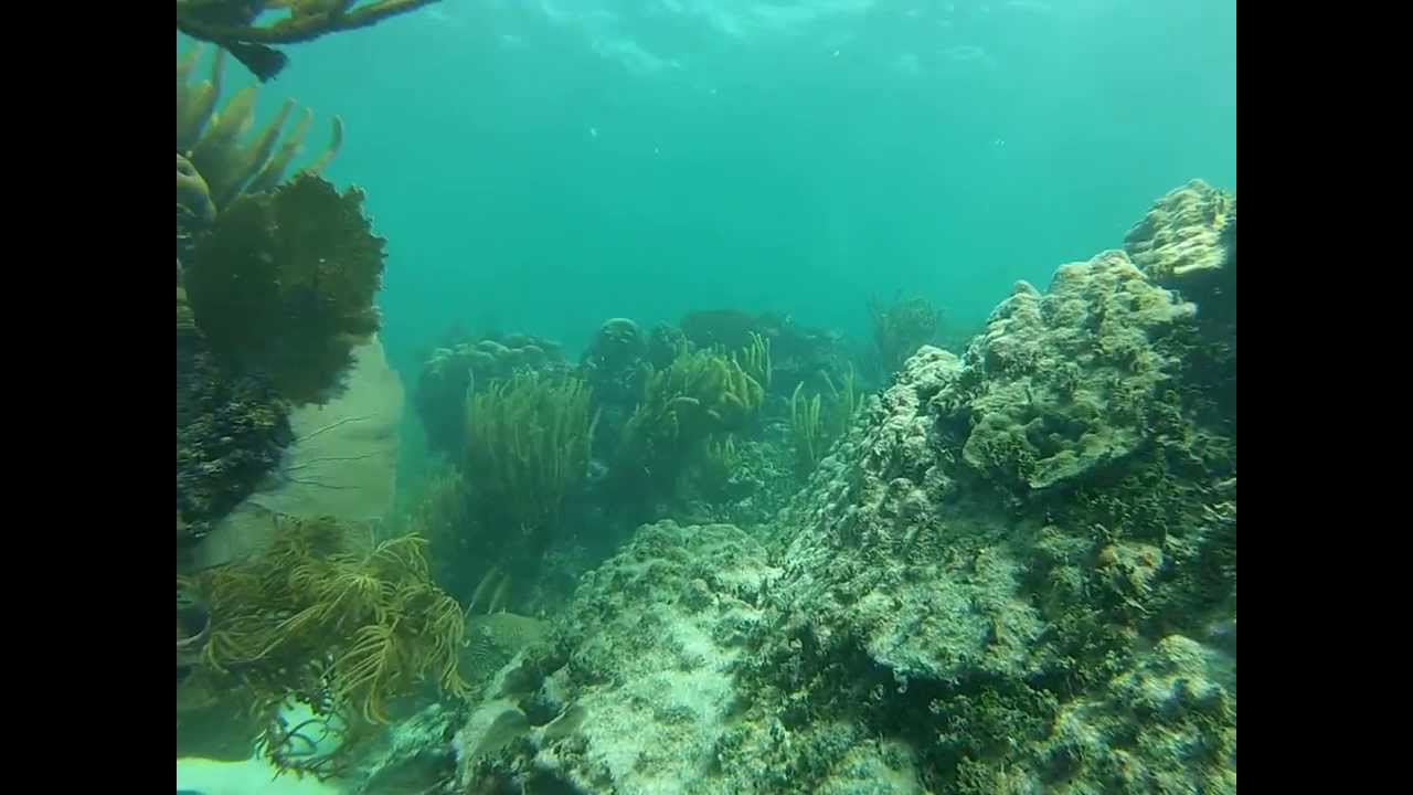 Hens and Chickens Reef, Key Largo, Florida - YouTube