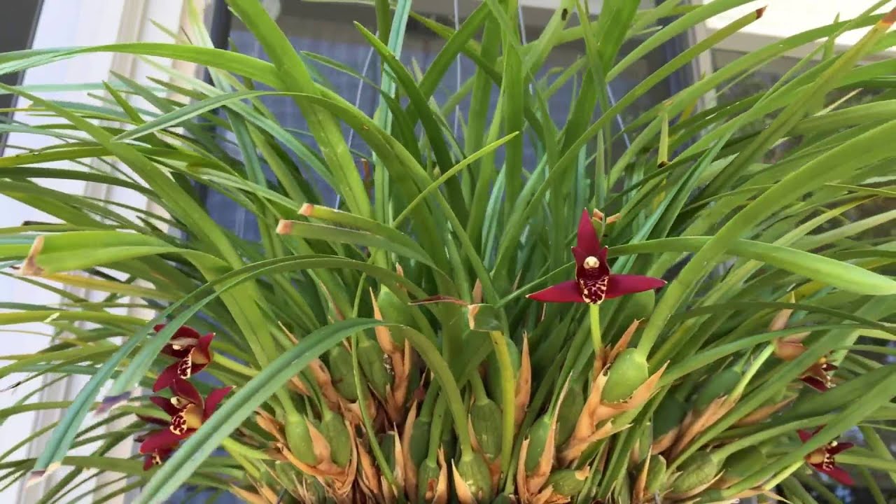 Maxillaria tenuifolia in bloom - YouTube