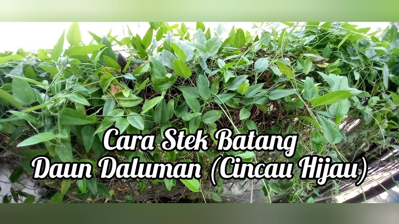 Cara mudah stek batang tanaman daluman/ cincau hijau - YouTube
