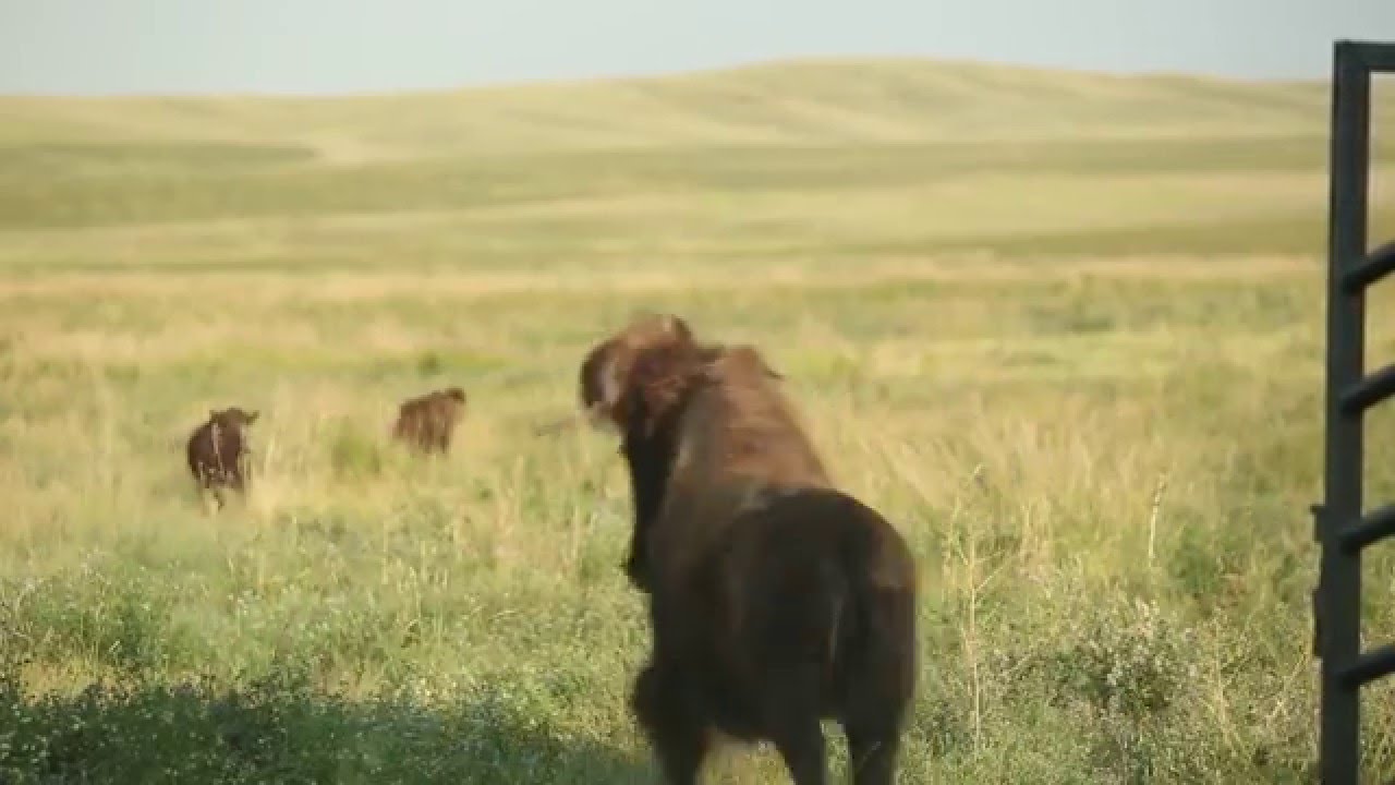 "The Buffalo People" (2014) - YouTube