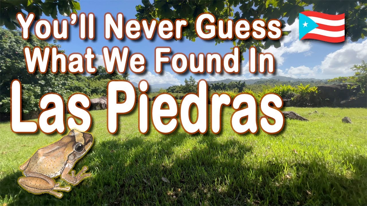 Uncover The Secrets Hidden at “Las Piedras Ceremonial Park” in Puerto ...