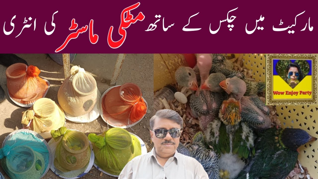 Lalukhet birds market 2022 latest update | Birds Market Lalukhet Sunday ...