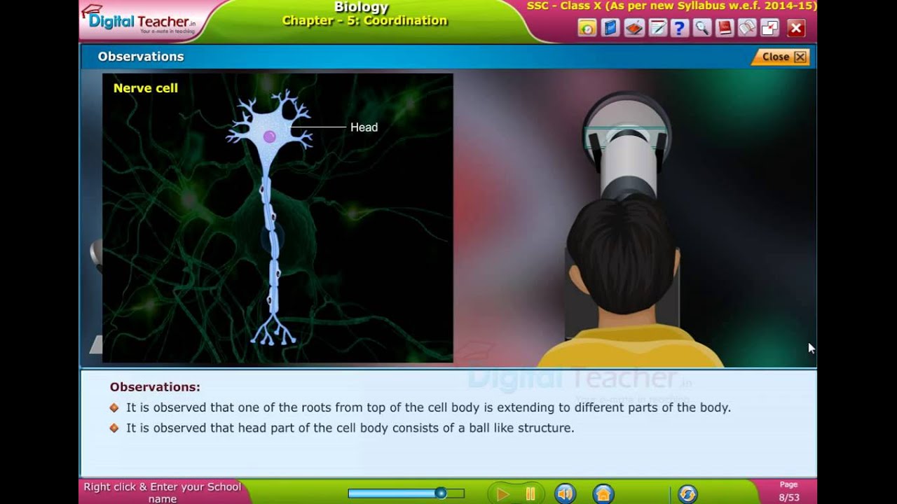 Structure of Nerve cell, Class 10 Biology | Digital Teacher - YouTube