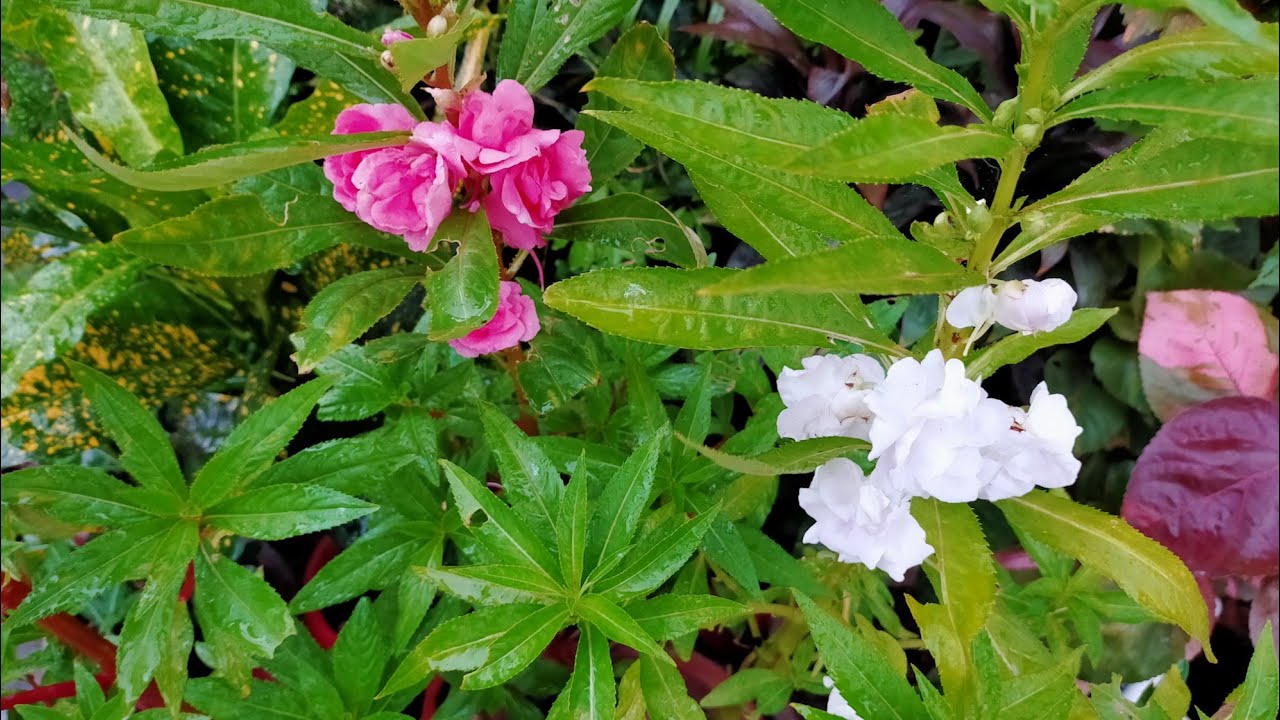 How to grow balsam plant ll care tips ll Information about balsam plant ...