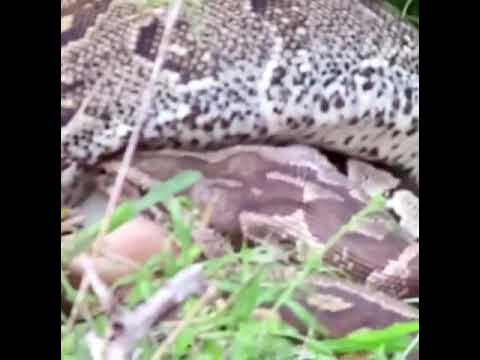 Python swallowing an Impala - YouTube