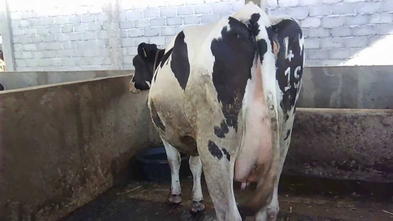 Sapi perah FH siap di perah susunya - Kelompok Ternak Maju Makmur ...