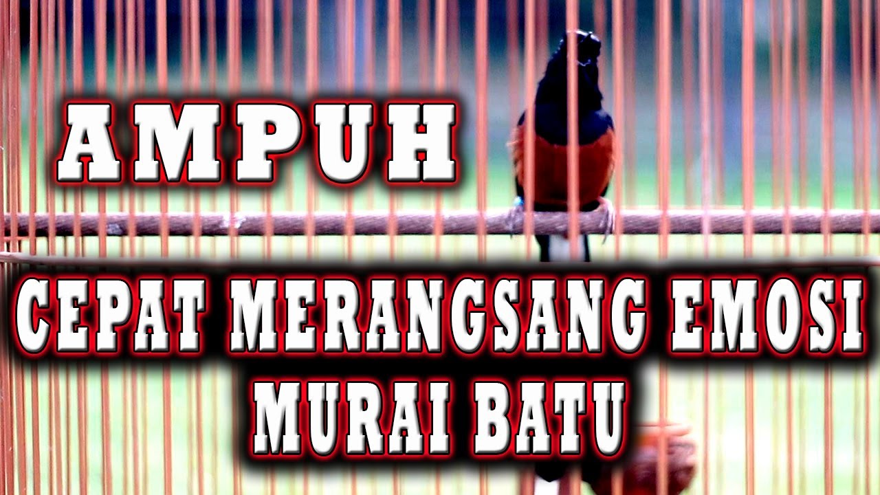 MURAI GACOR !! CEPAT MERANGSANG EMOSI MURAI DAN MEMANCING CEPAT GACOR ...