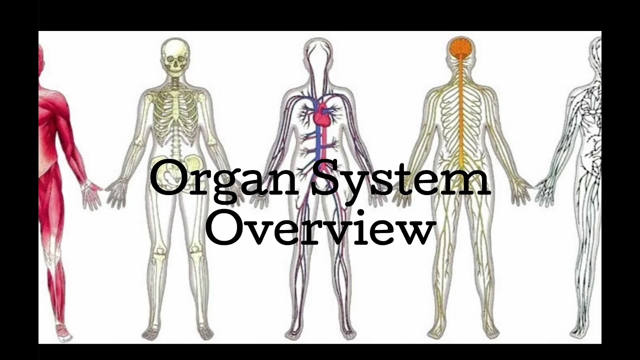 The Human Body Orientation Thesa Tagalog YouTube the-human-body-orientation-thesa-tagalog-youtube