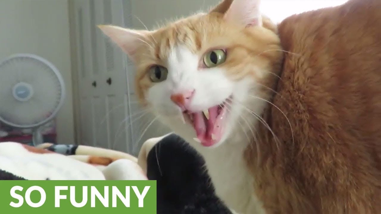 Cat meows to wake up owner - YouTube