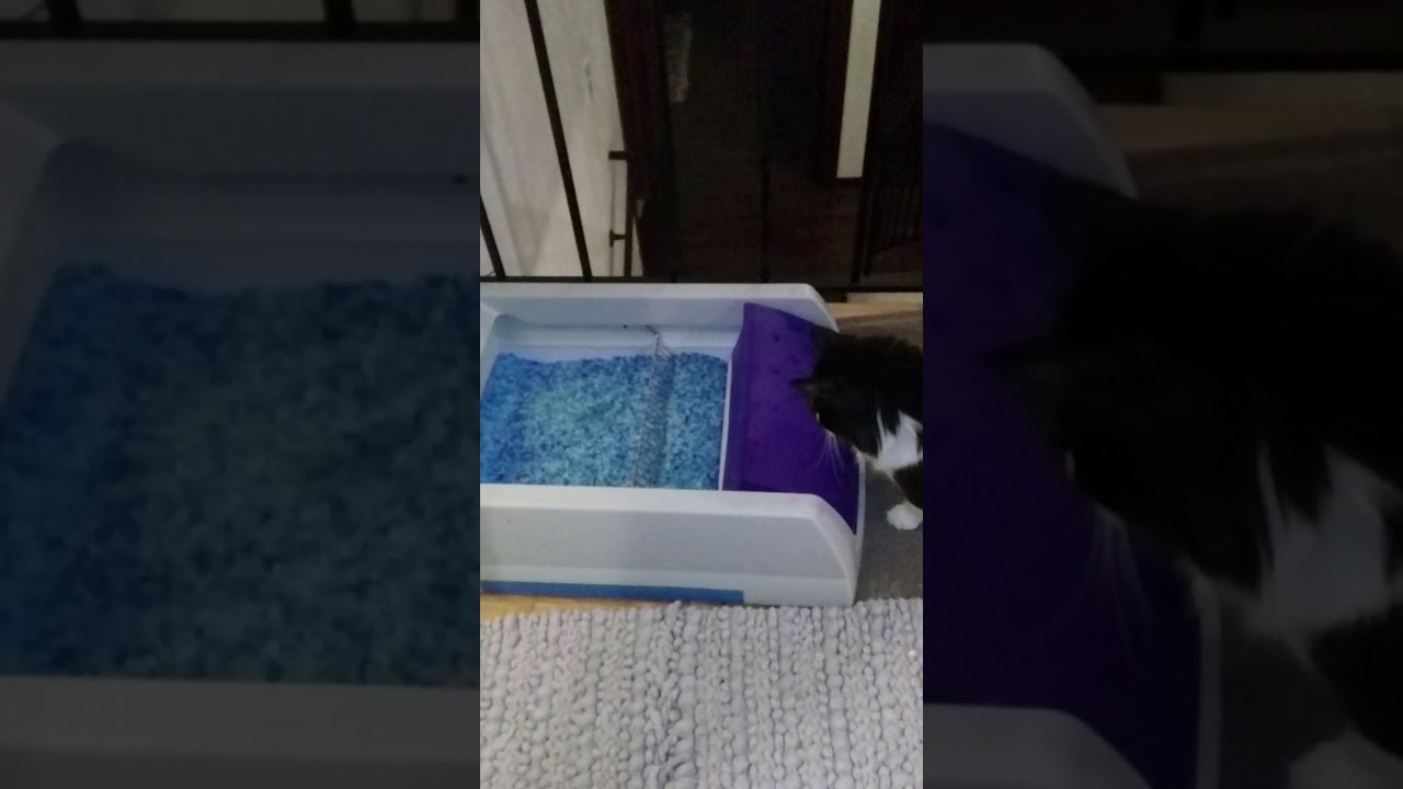 Olive the cat attacks the automated poop machine - YouTube