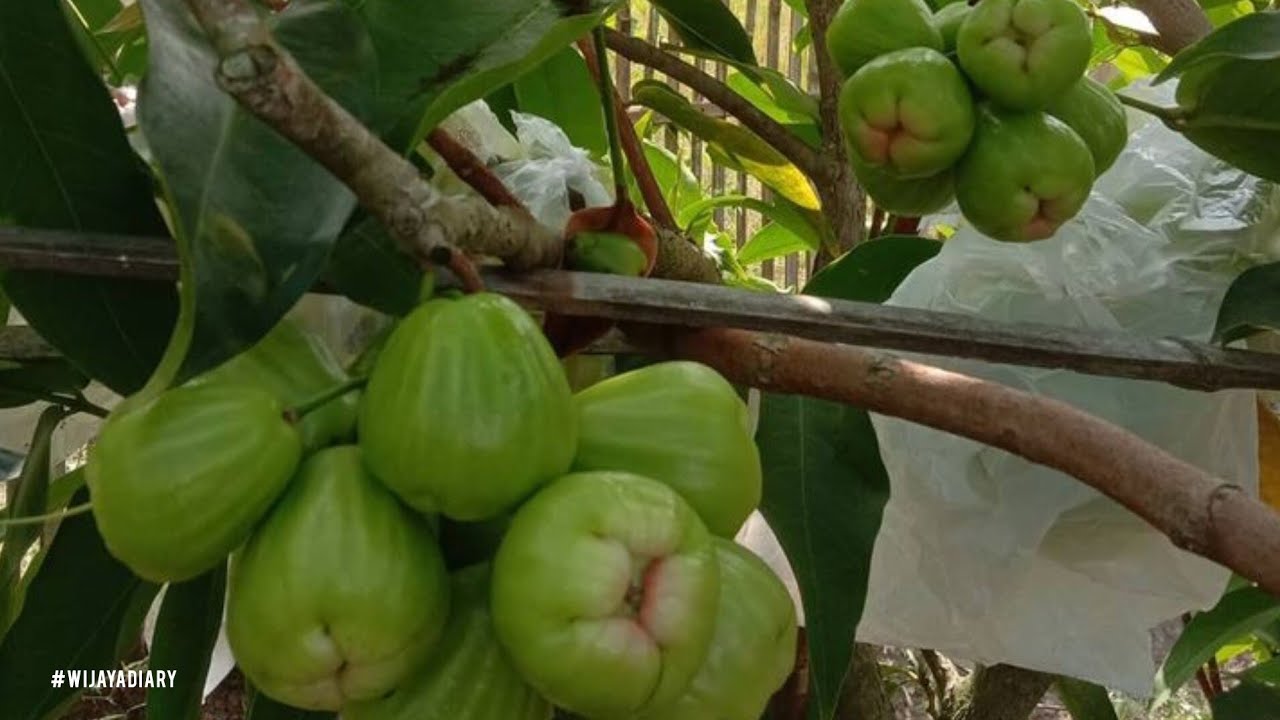 Episode 391 Jambu Air Cincalo Hijau - YouTube