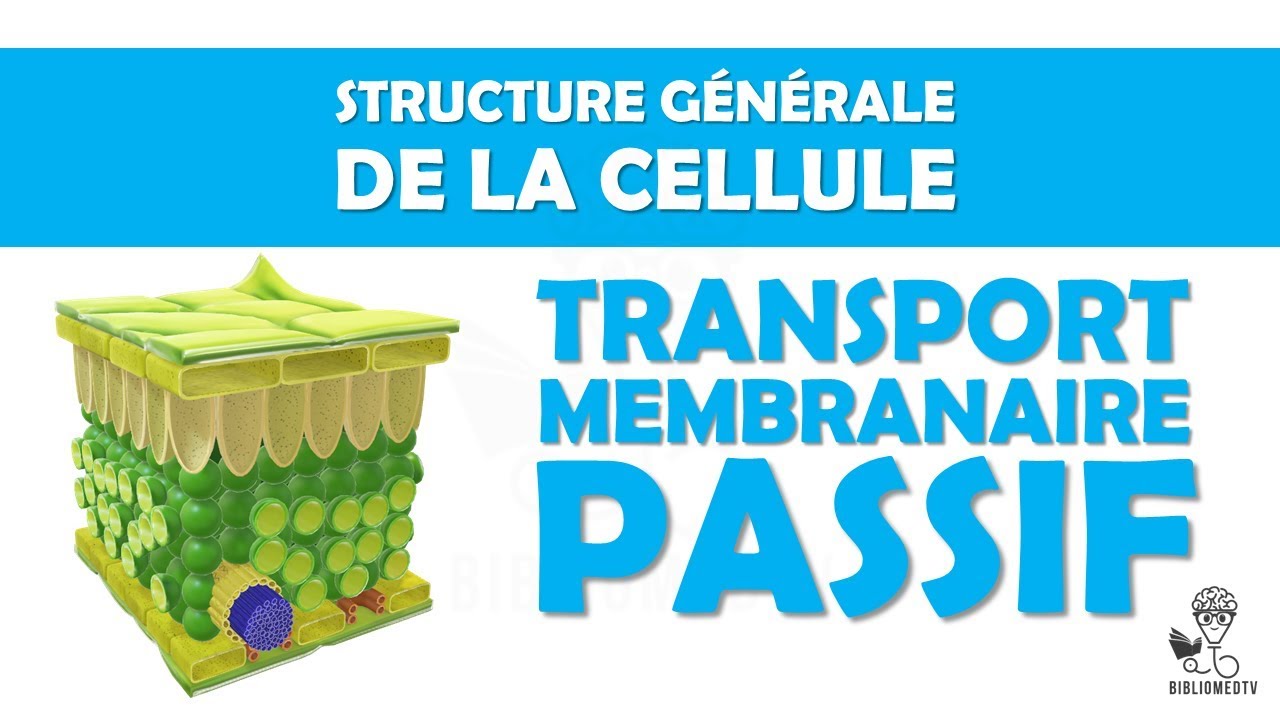 Structure Générale de la Cellule - le Transport Membranaire Passif ...