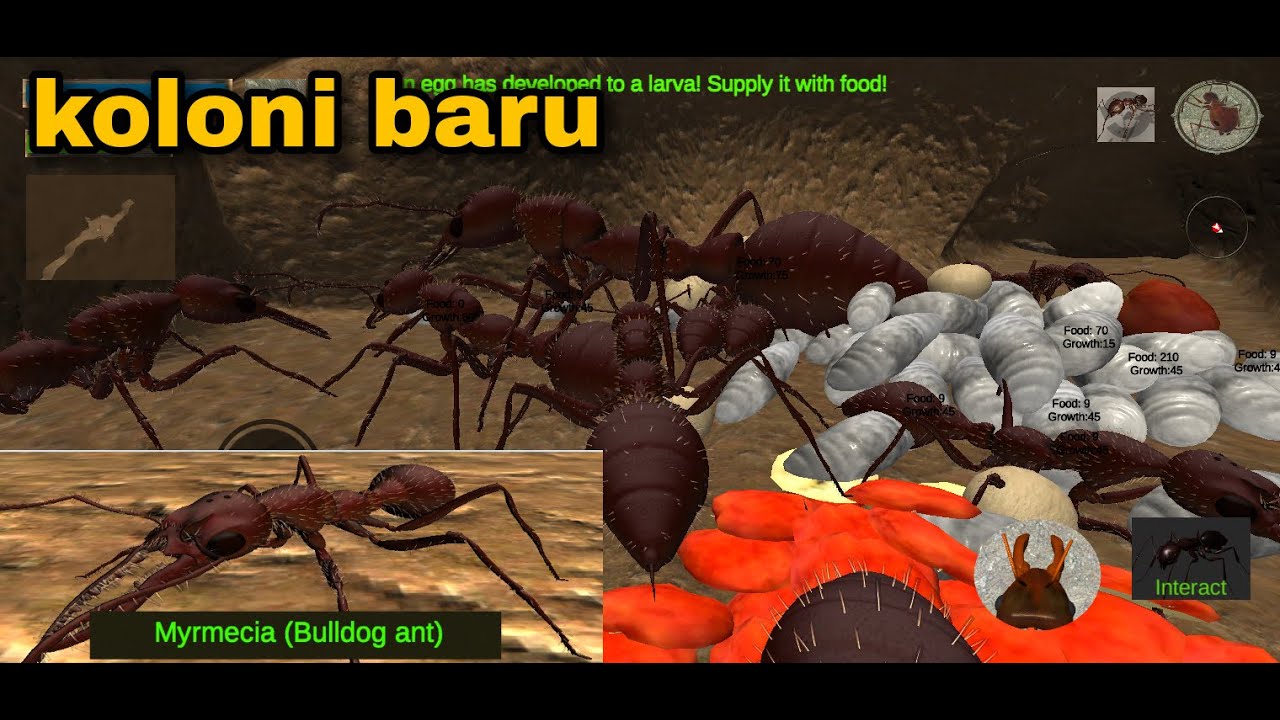 Bulldog ant Semut berburu lalat - YouTube