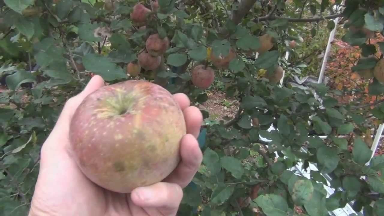 Red Fuji Apple Harvest time - YouTube