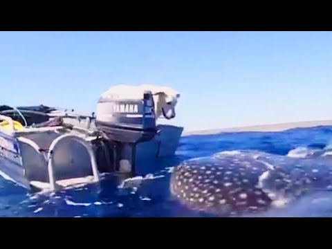 This Whale Shark is the Dog new Bestfriend🥰 - YouTube