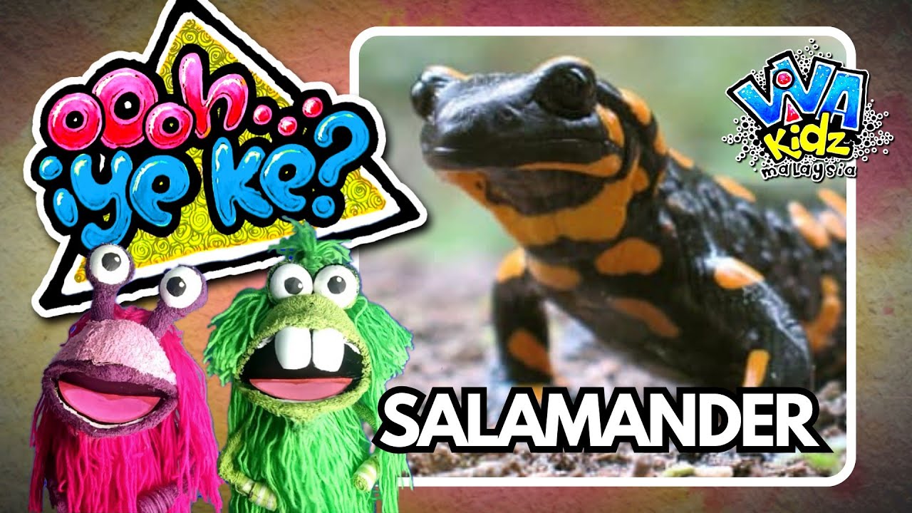 Oooh... Iye Ke? EP05 - SALAMANDER - YouTube