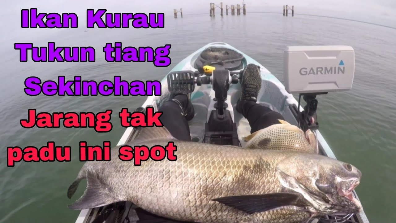 ikan kurau tukun tiang sekinchan. - YouTube