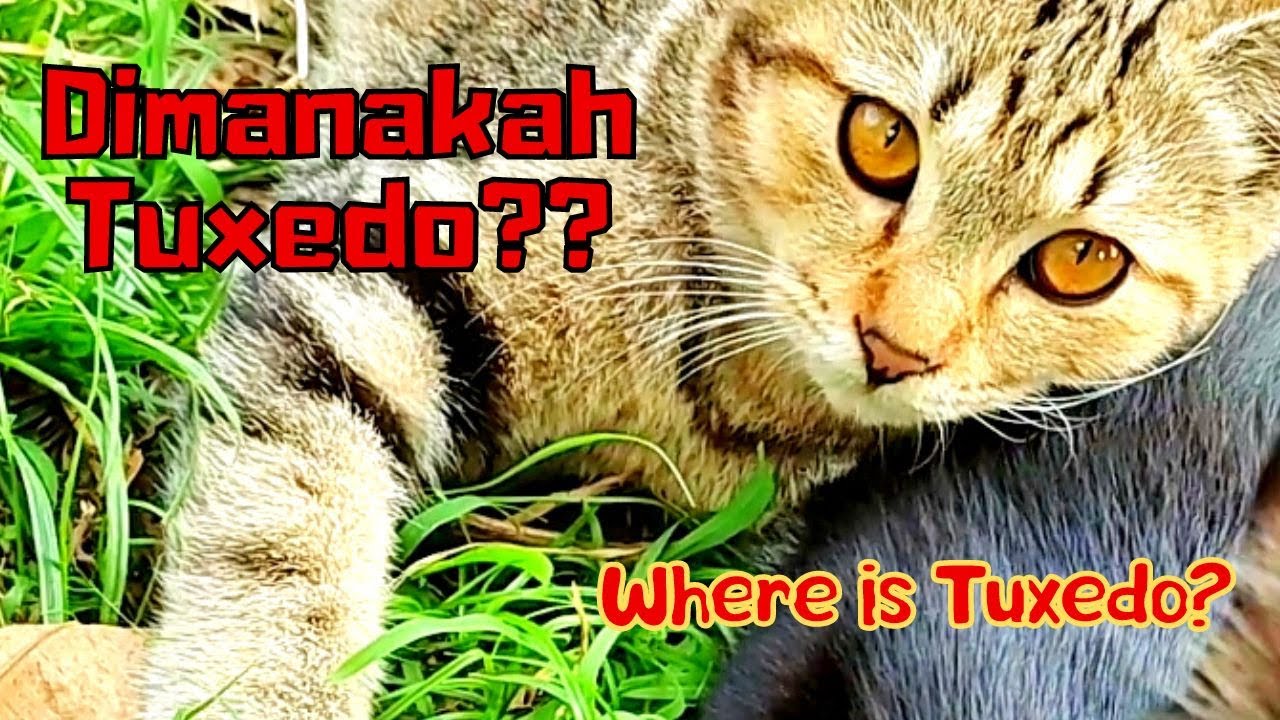 Kucing Lucu Tuxedo Ada Dimana Kamu? | Cute Tuxedo Cat Where Are You ...