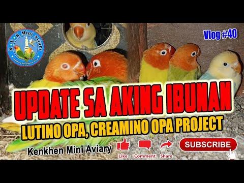 Update sa aking IBUNAN 🦜 |Lutino Creamino Opaline Project | (Vlog #40) - YouTube
