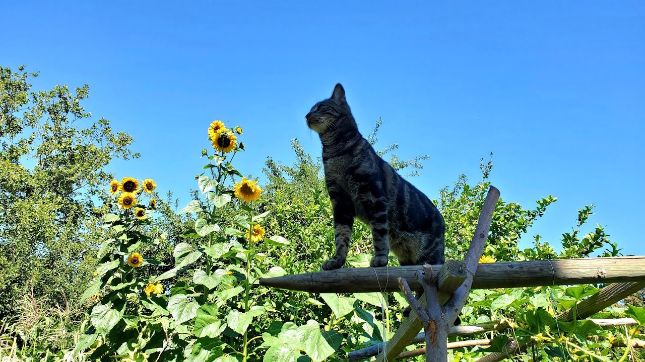 My cat Boaz keeping watch over his Kingdom. - YouTube