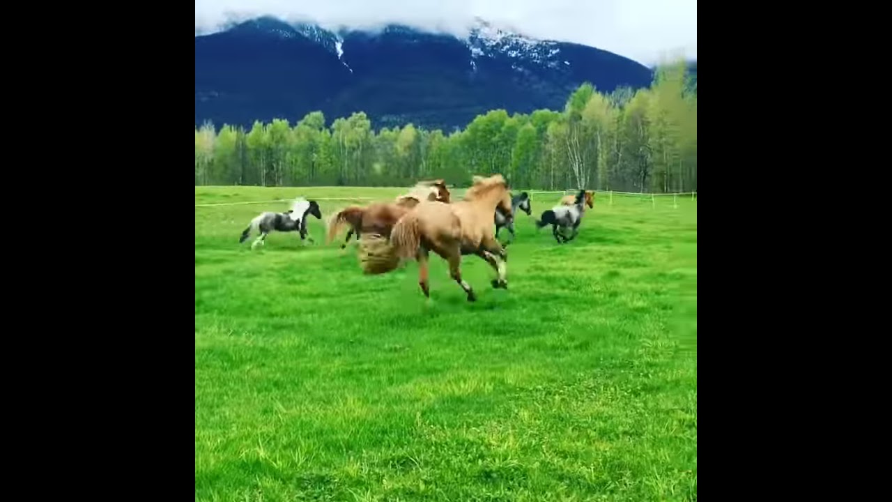 Turning out the horses - YouTube