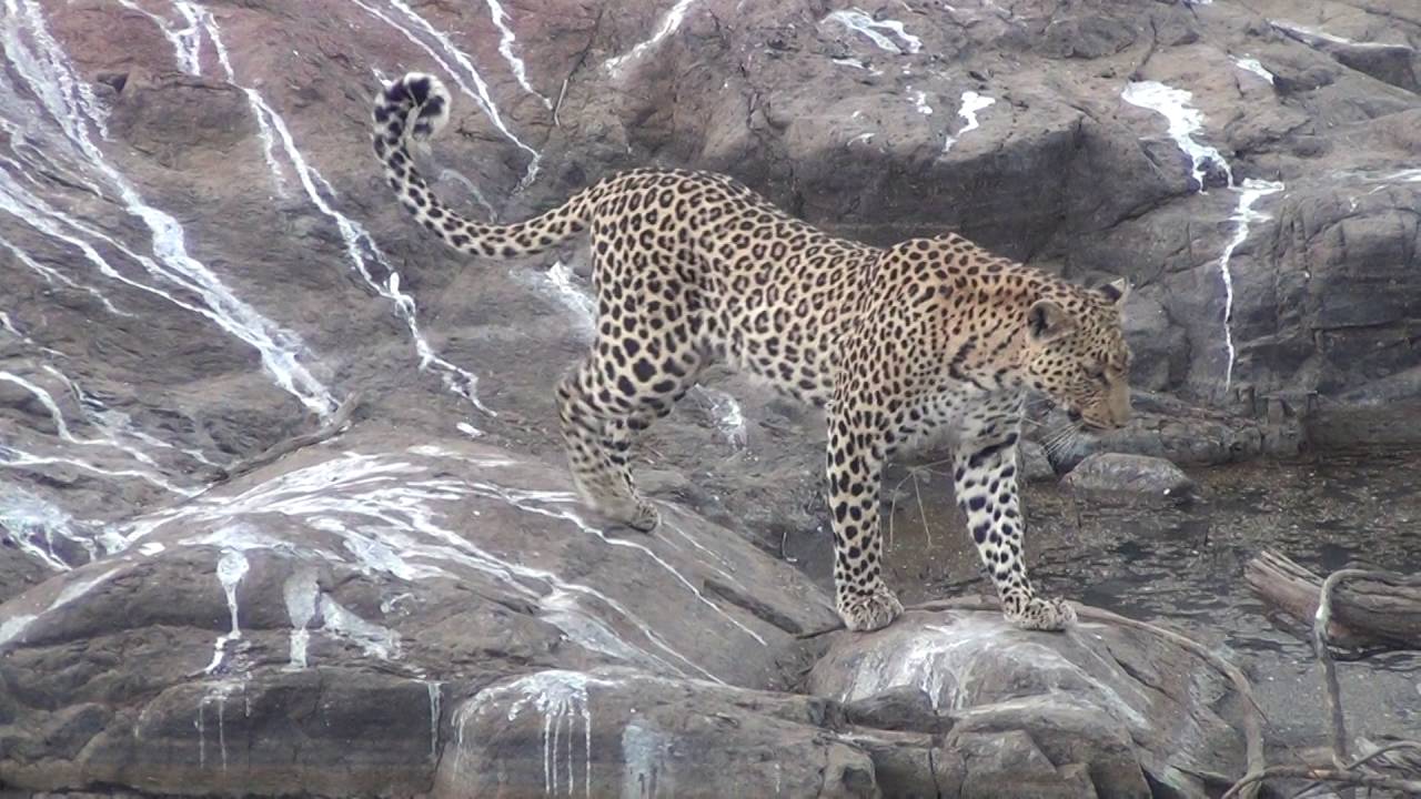 Leopard rock jumping - YouTube