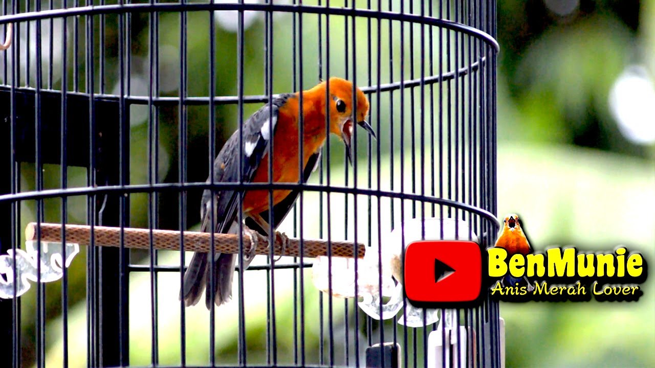 CEPAT MEMBUAT ANIS MERAH GACOR, ANIS MERAH TELER MENCARI LAWAN - YouTube