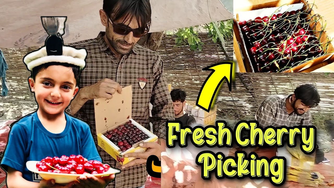 Cherry Fruit Picking In Gilgit Baltistan || Cherry Harvesting || Cherry ...