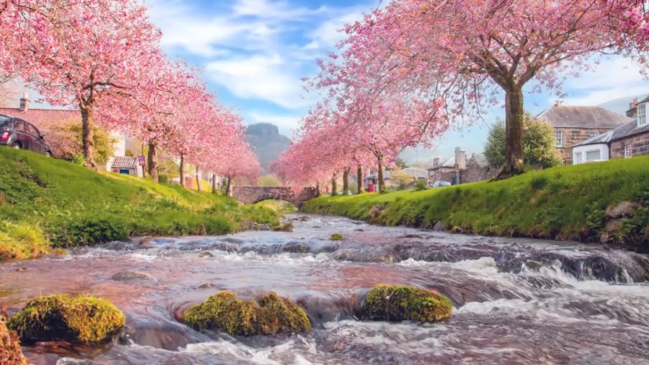 Early Spring Ambience with Cherry Blossoms and River Sounds - YouTube