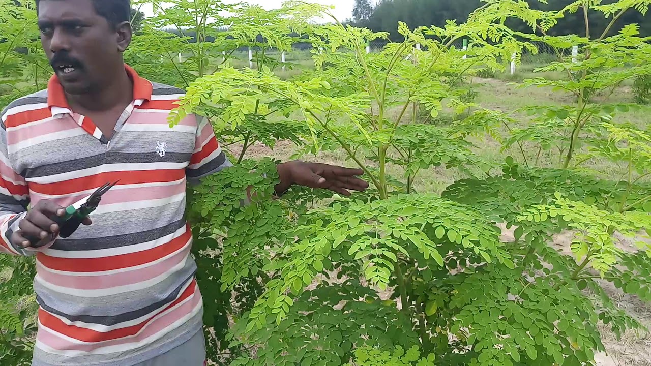 How to Prune the Moringa Tree - YouTube