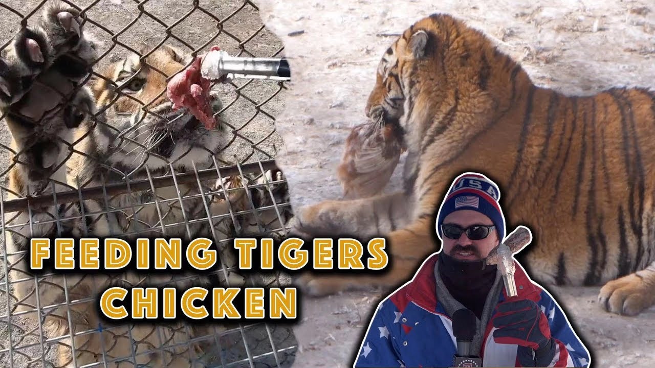 FEEDING SIBERIAN TIGERS CHICKEN | Whoa! That's Weird - YouTube