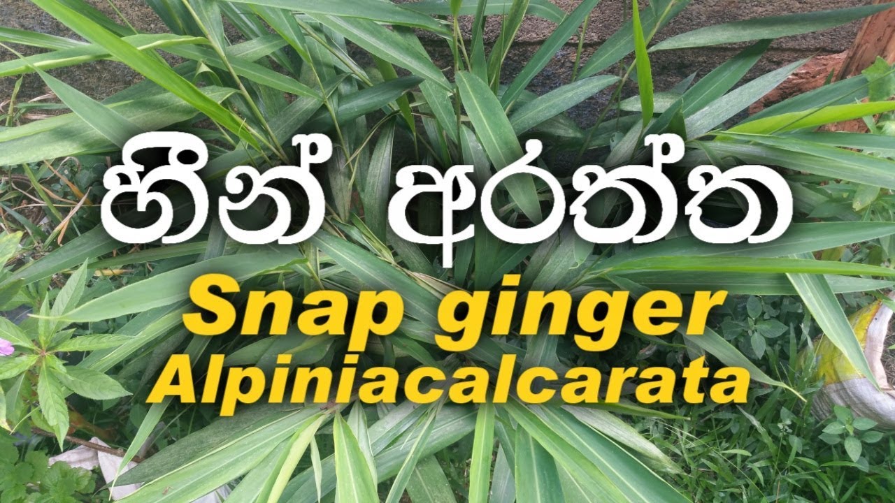 Heen Araththa - Snap ginger - Alpinia calcarata / Alpinia sp. - YouTube