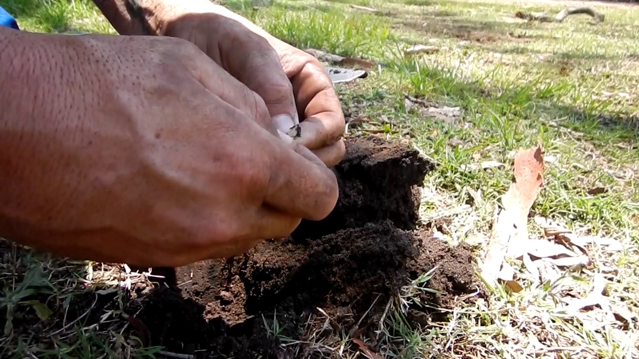 World Wide Dirt fishing #62 - YouTube